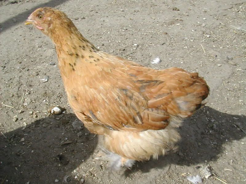 projects: LF buff columbian, blue laced red & lemon blue cochins | BackYard Chickens - Learn How ...